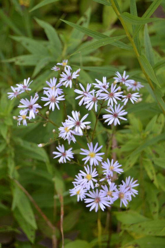 The asters that usher in fall | News, Sports, Jobs - Daily Press